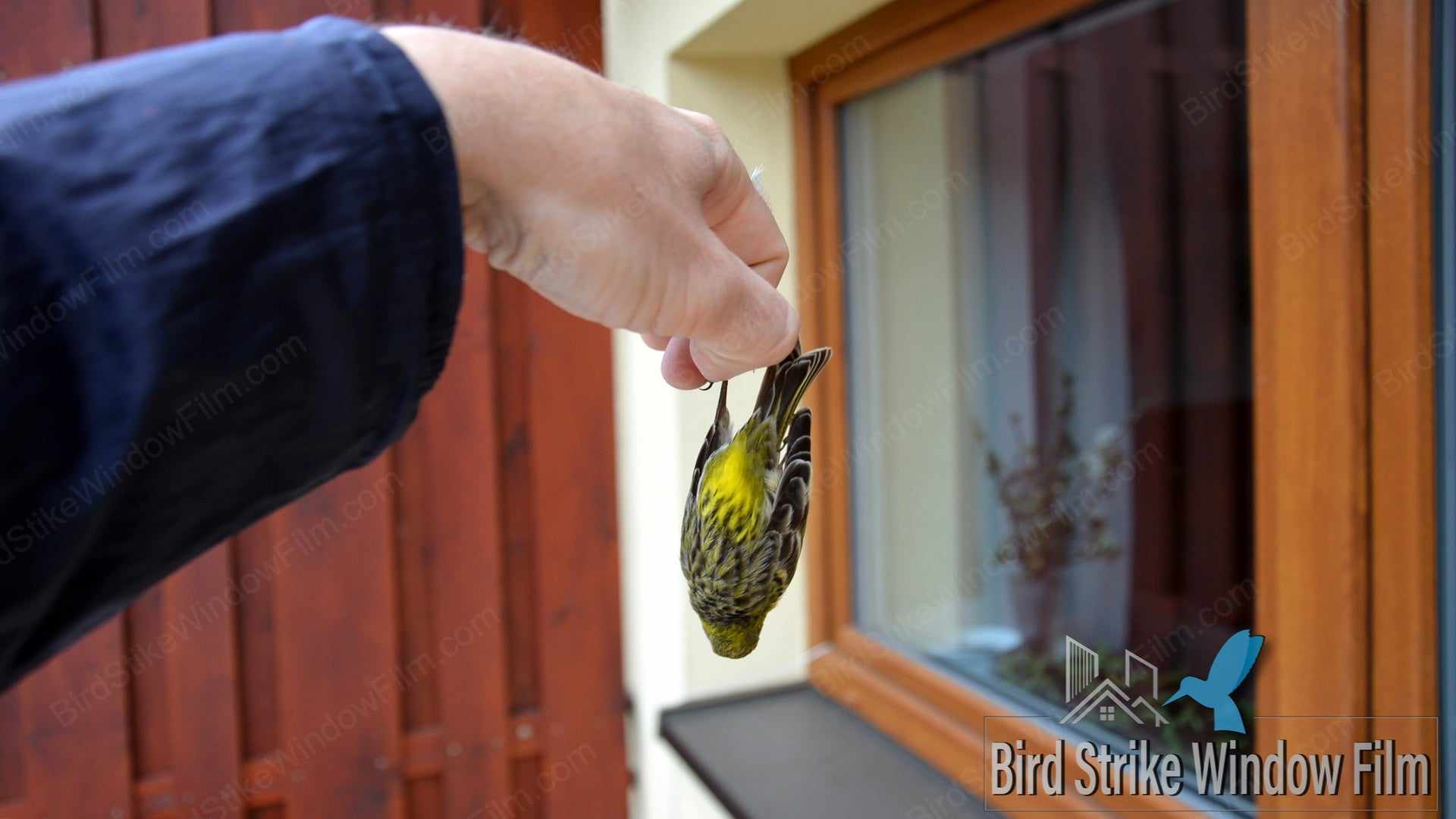 Preventing Bird Window Collisions with Bird Strike Window Film: A Comp