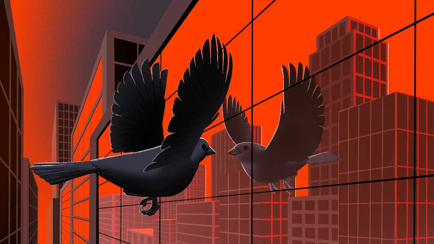 Why Birds Collide into Windows causing Bird deaths and injury – Bird ...