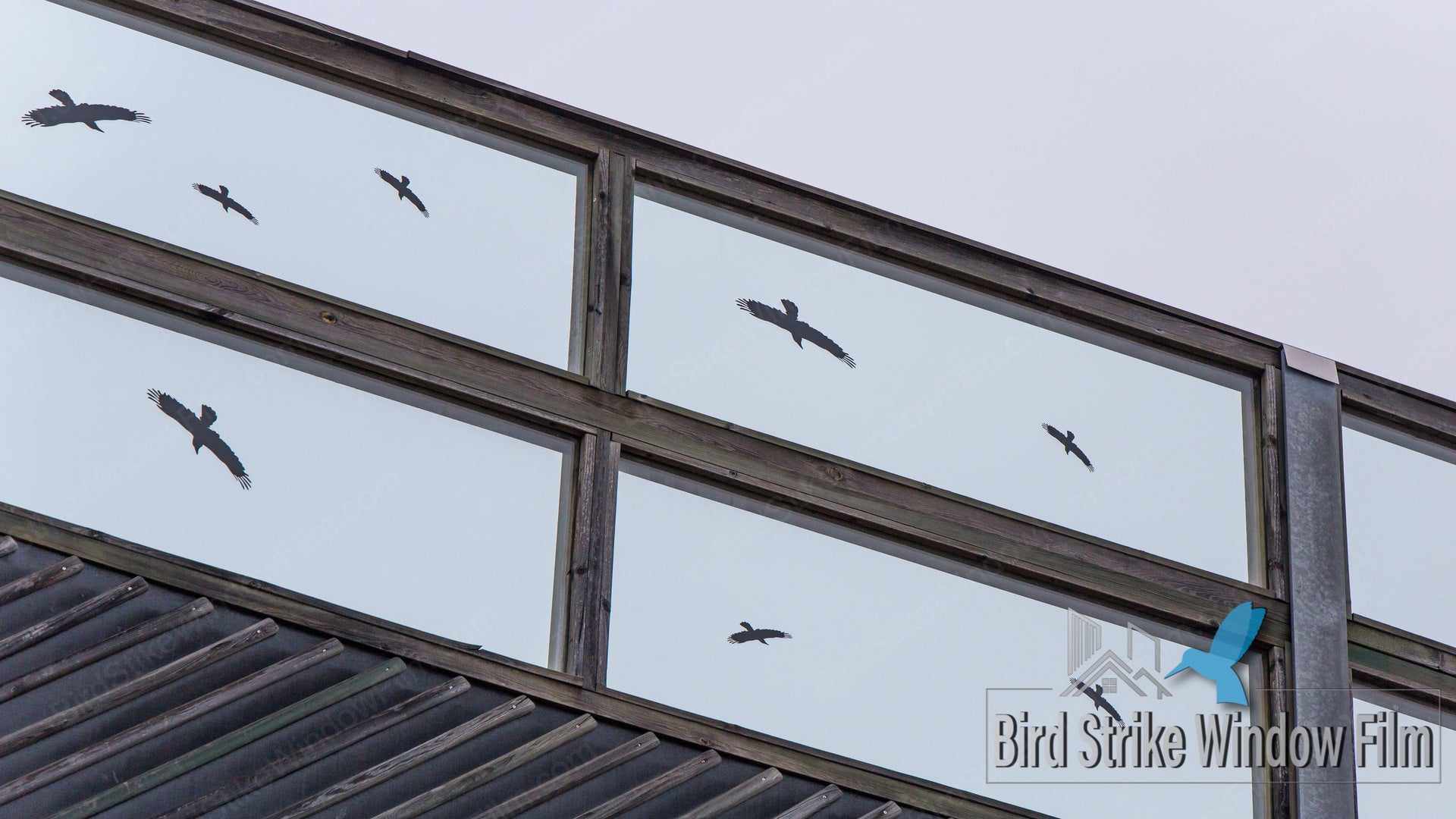 Effective Bird Strike Prevention with Sustainable Window Film Solution ...