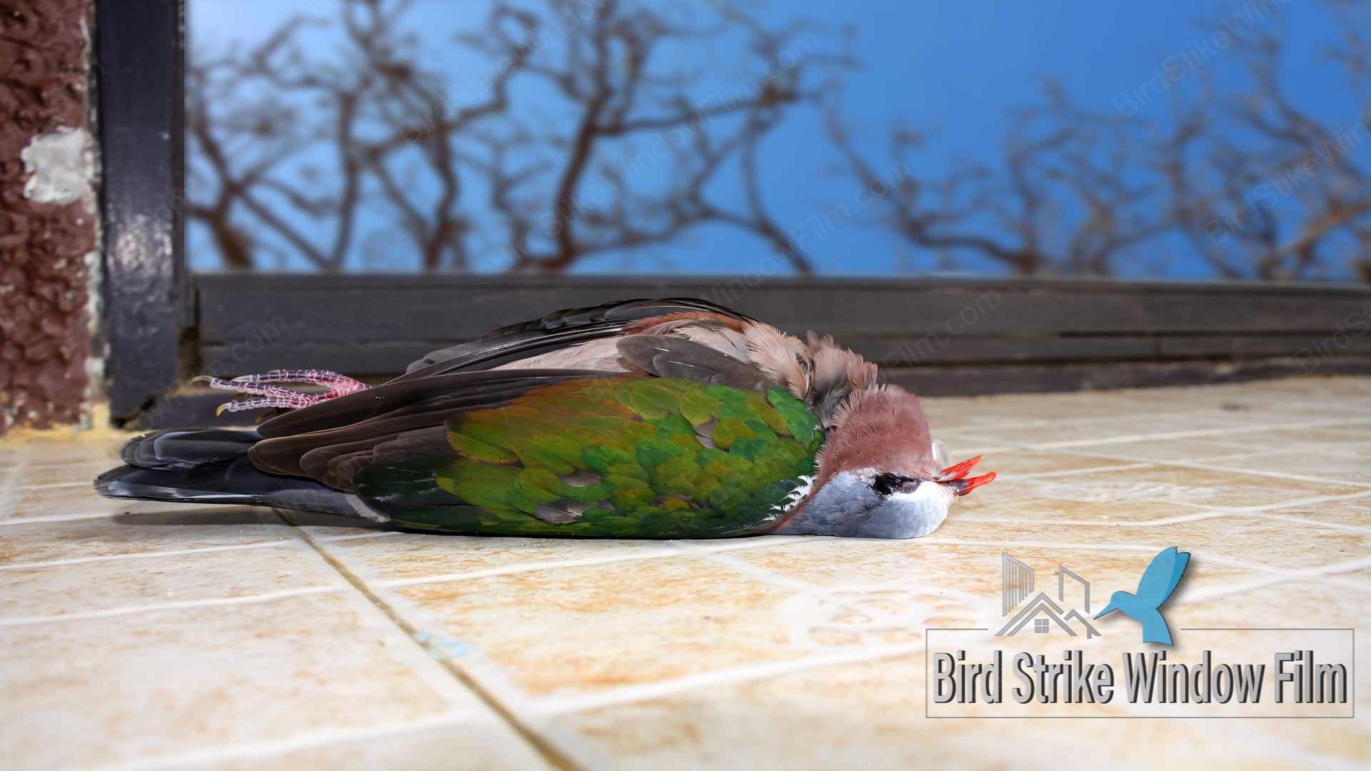 Why Birds Run Into Windows and How Bird Strike Window Film Can Help