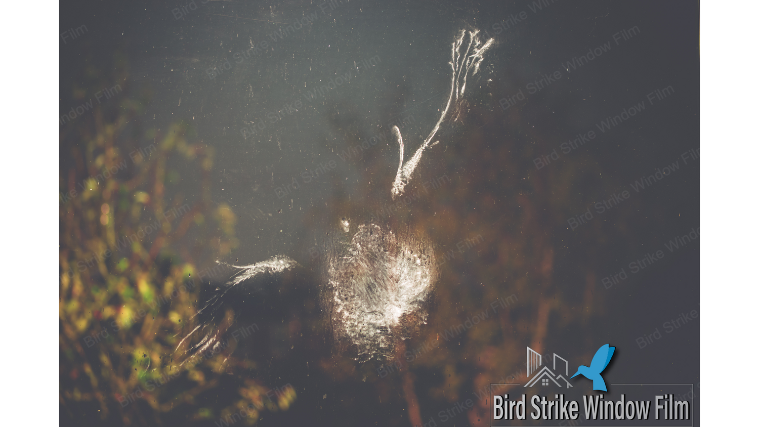 Bird Strike Window Film – Page 3
