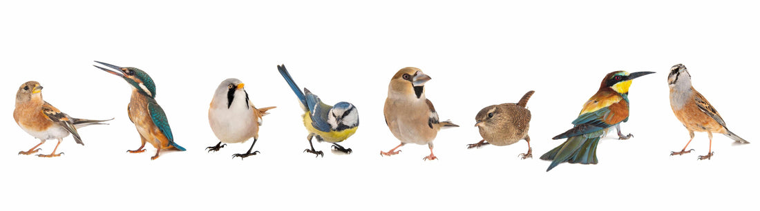 Bird Strike Window Film - Stop birds from colliding into glass