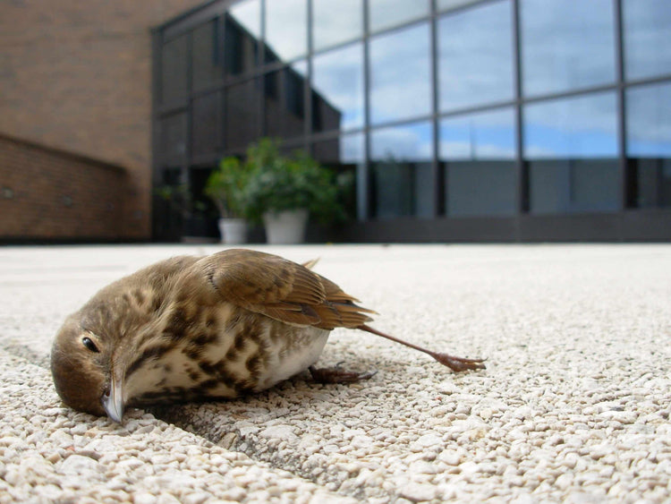 Bird Strike Window Film - Stop birds from colliding into glass
