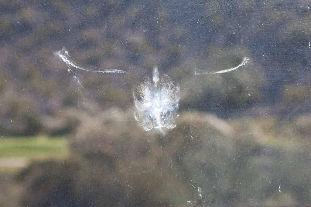 Bird Strike Window Film - Stop birds from colliding into glass